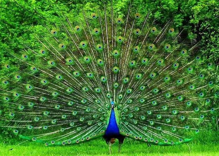 معلومات للأطفال عن الطاووس ..إليك بعض المعلومات عن طائر الطاووس تعرف ...