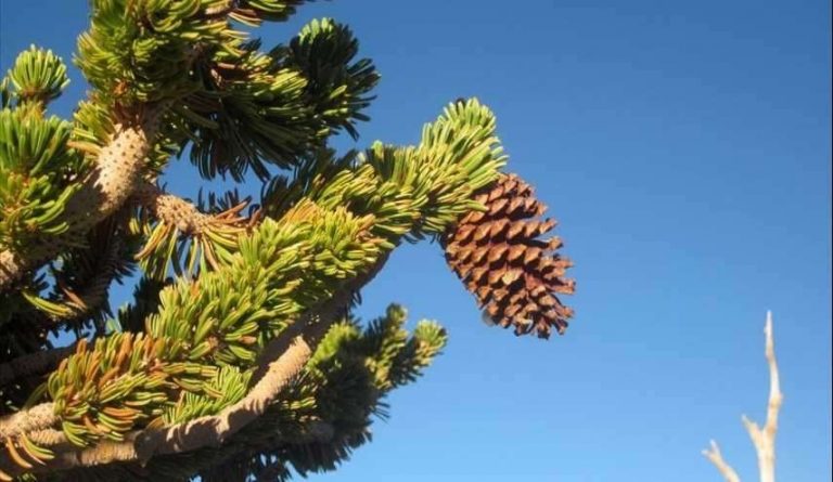 معلومات عن شجرة الصنوبر - موقع المعلومات