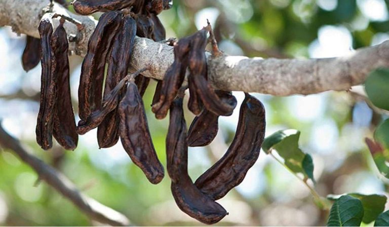 معلومات عن شجرة الخروب .. حقائق هامة عن شجرة الخروب واستخداماتها ...